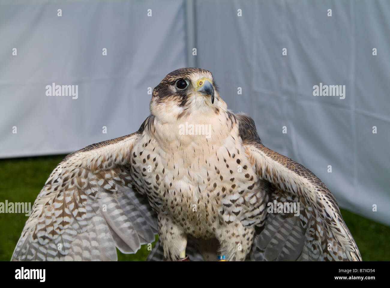 Sparrow Hawks Vultures High Resolution Stock Photography and Images - Alamy