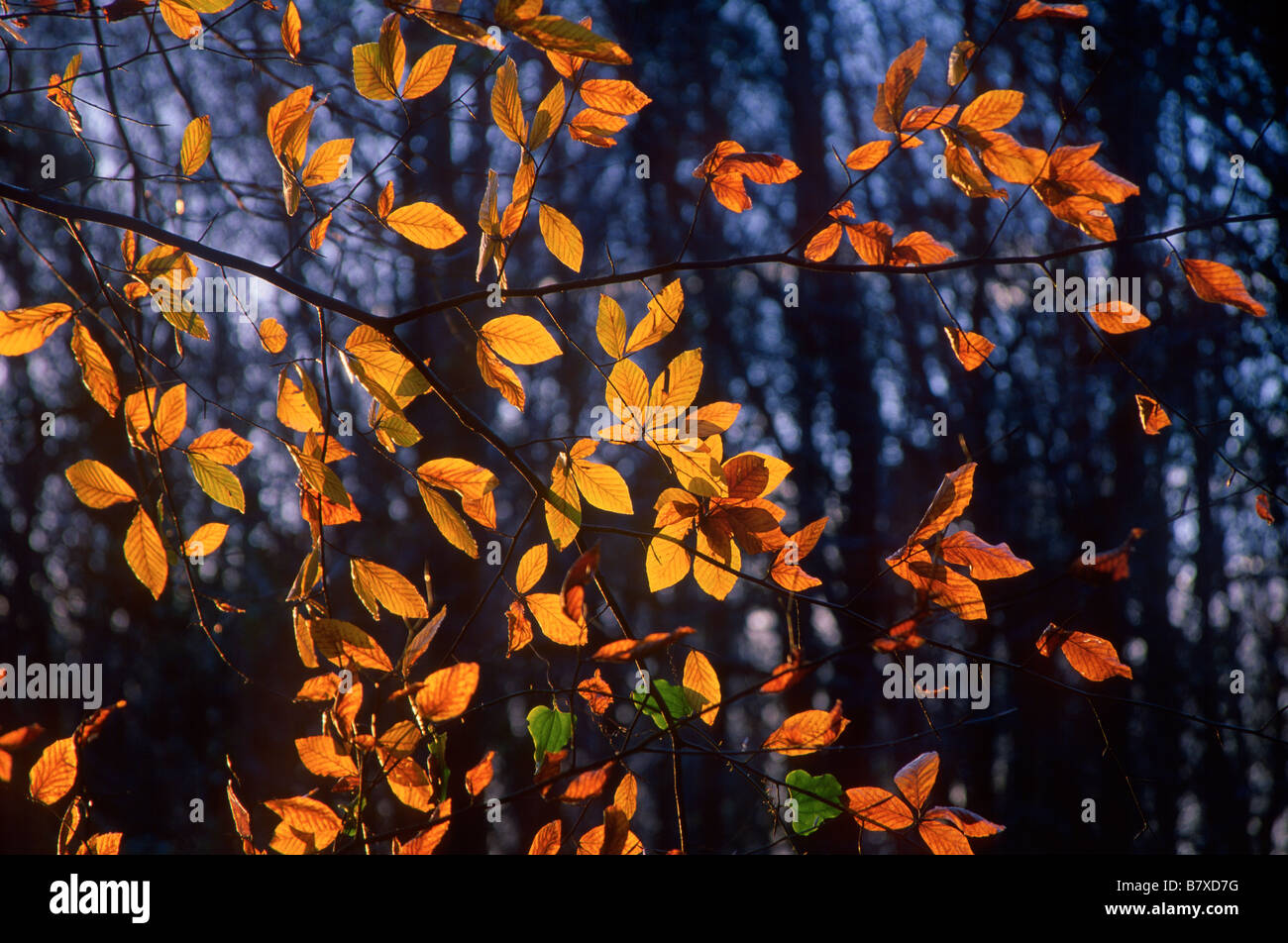 Istanbul autumn fall hi-res stock photography and images - Alamy