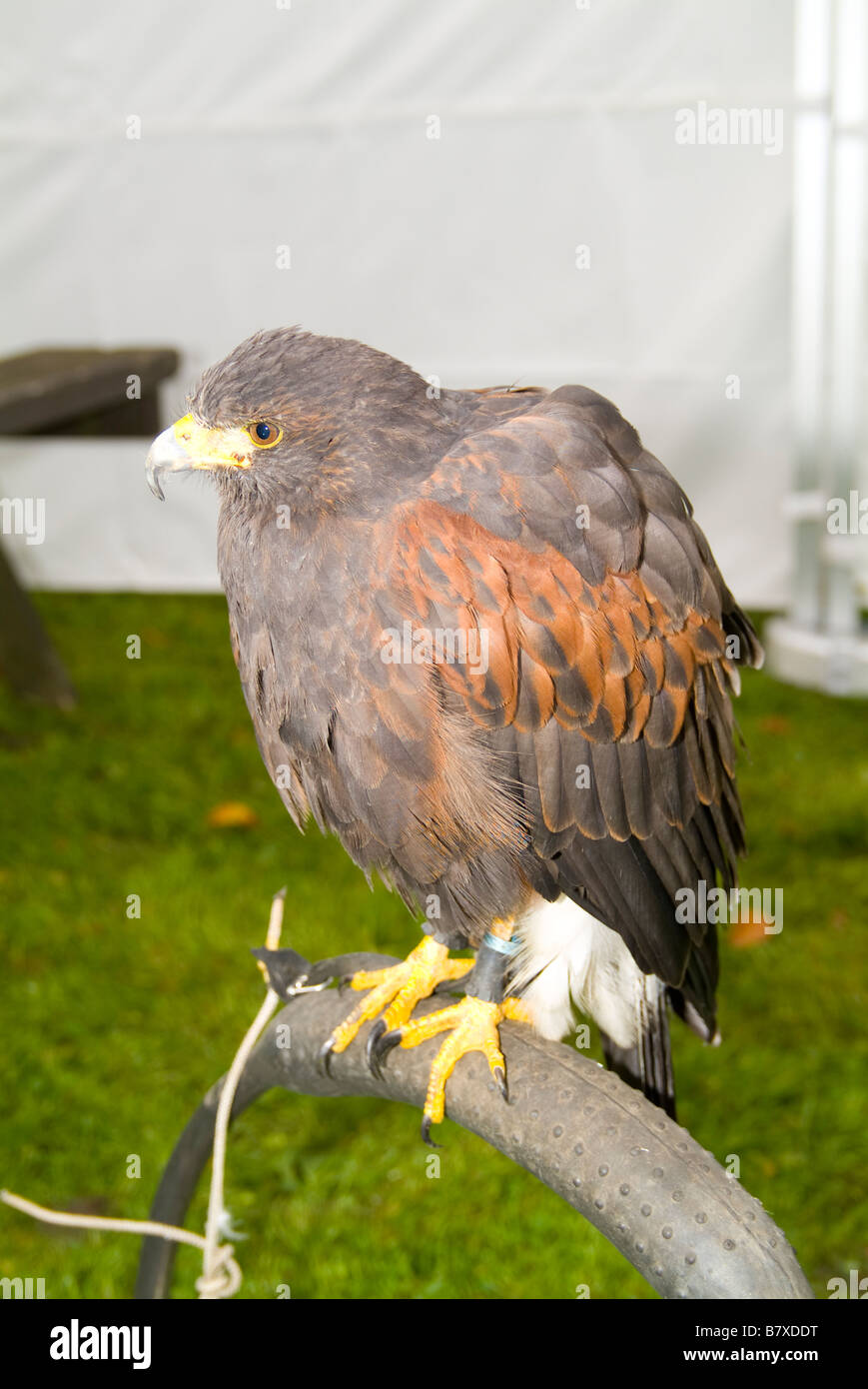 Sparrow Hawks Vultures High Resolution Stock Photography and Images - Alamy