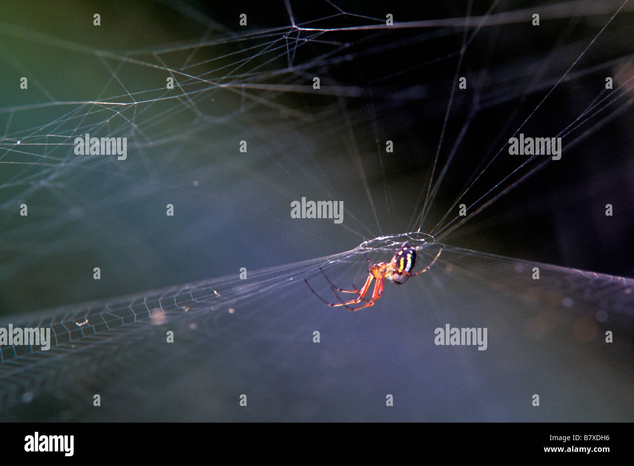 Spiral wheel shaped web hi-res stock photography and images - Alamy