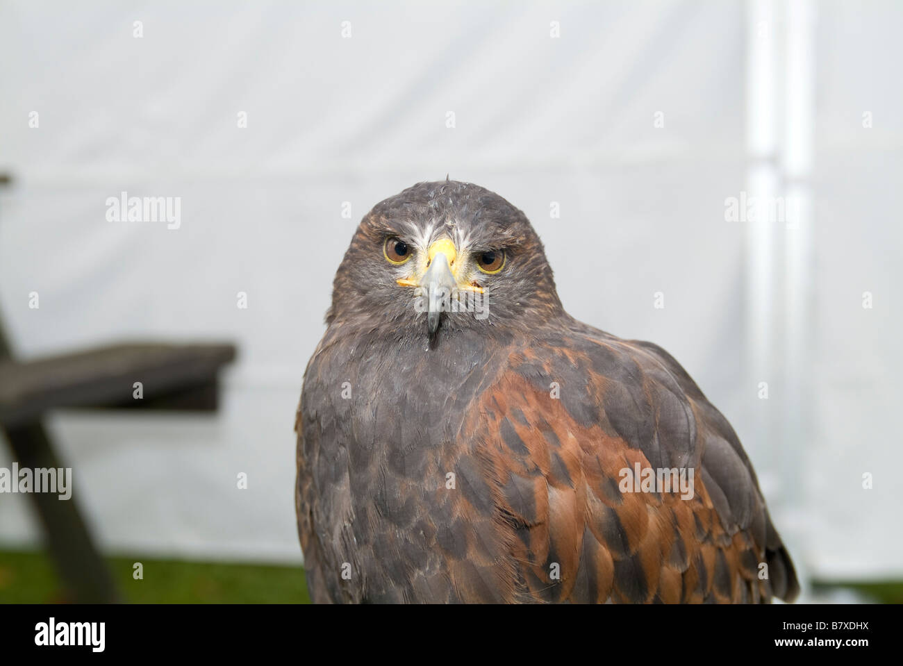 Sparrow hawks vultures hi-res stock photography and images - Alamy