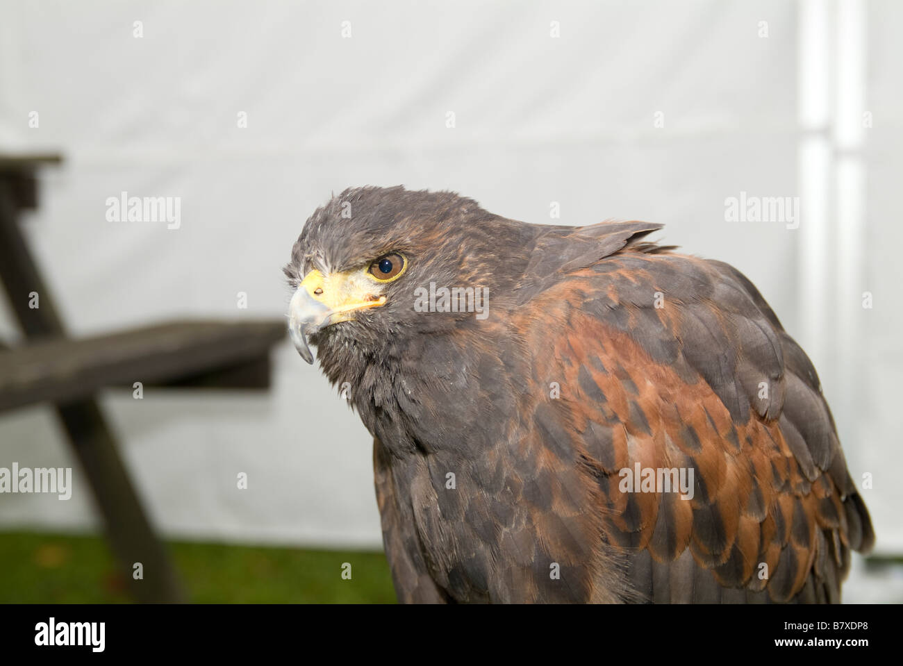 A bird of prey demonstration including Hawks, Kestrels, Owls, Vultures ...