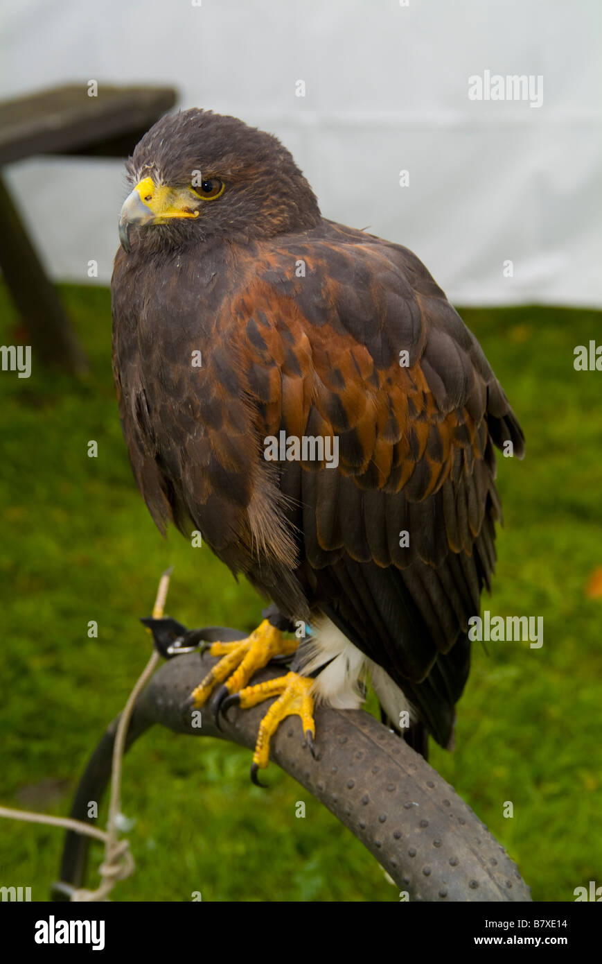 Sparrow hawks vultures hi-res stock photography and images - Alamy