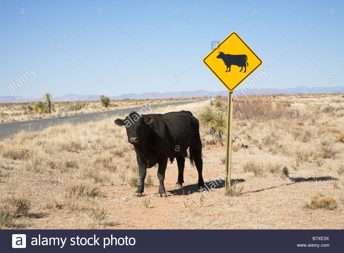 Bull Warning Sign High Resolution Stock Photography and Images - Alamy