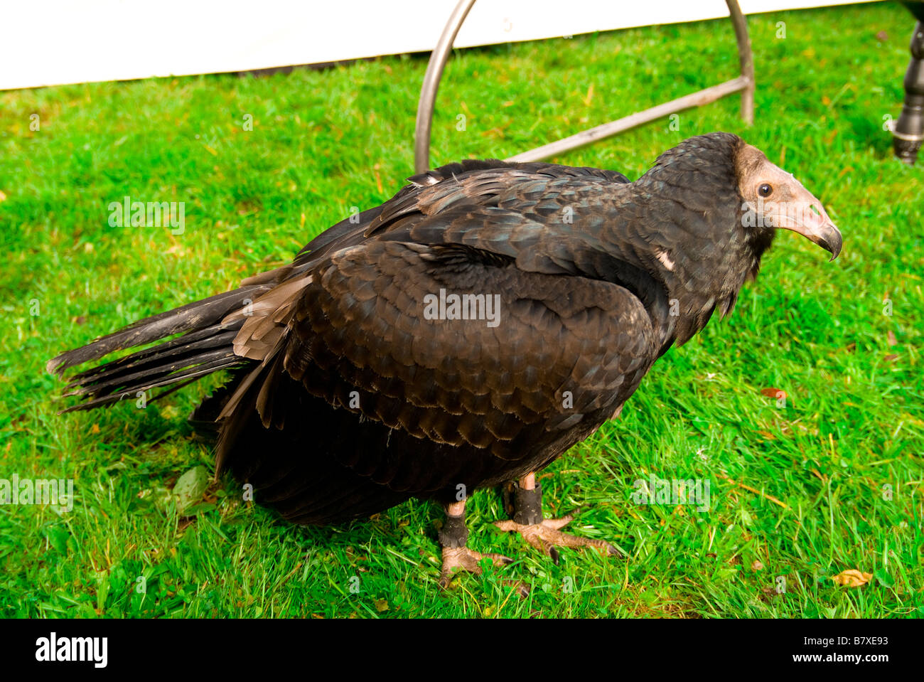 Sparrow Hawks Vultures High Resolution Stock Photography and Images - Alamy
