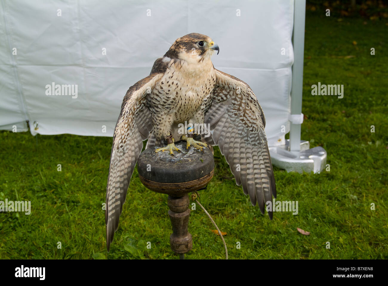 Sparrow Hawks Vultures High Resolution Stock Photography and Images - Alamy