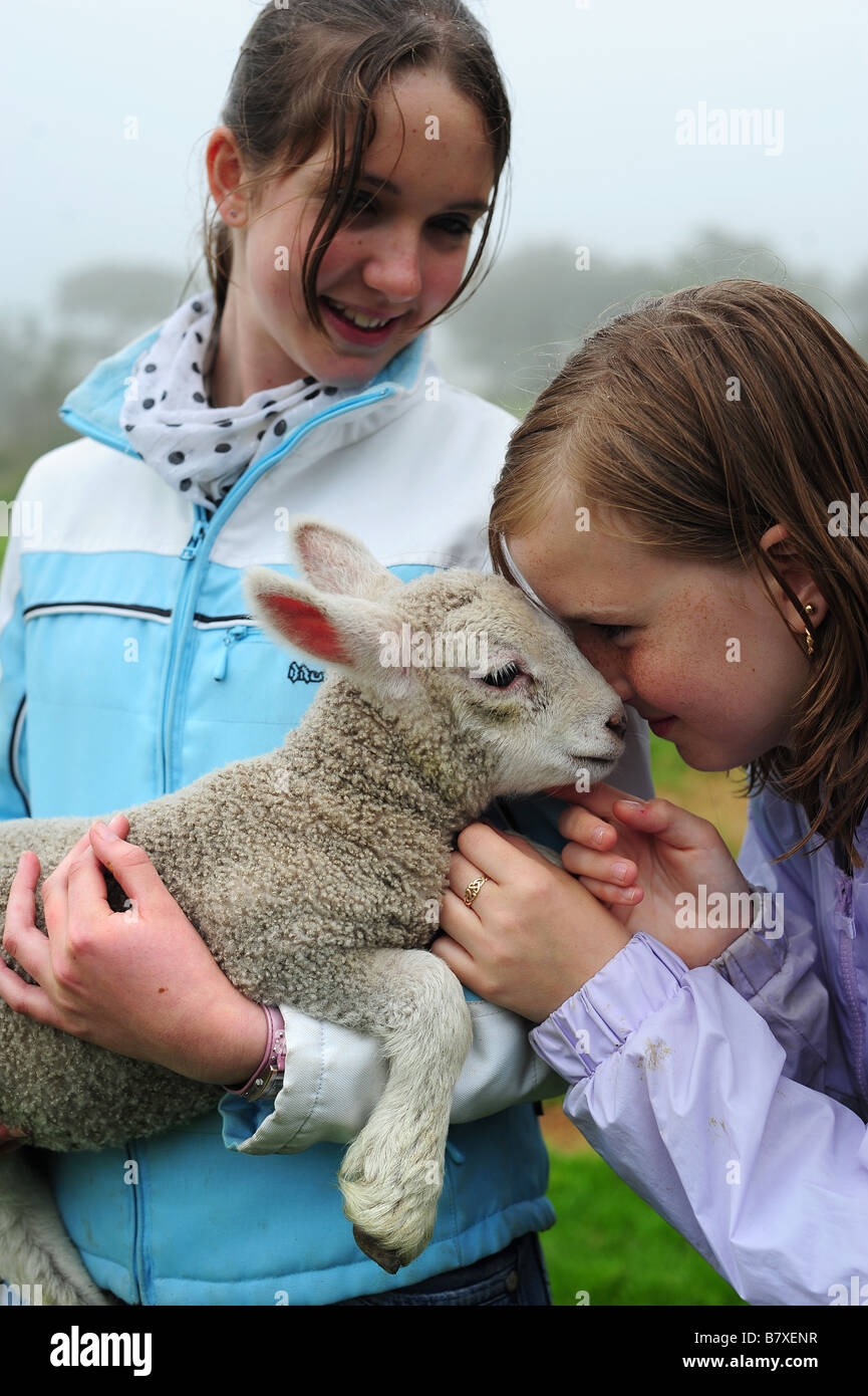 two children on a school visit to a farm holding a lamb Stock Photo - Alamy