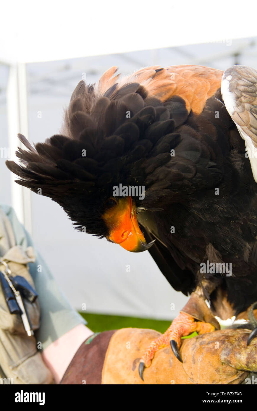 A bird of prey demonstration including Hawks, Kestrels, Owls, Vultures ...