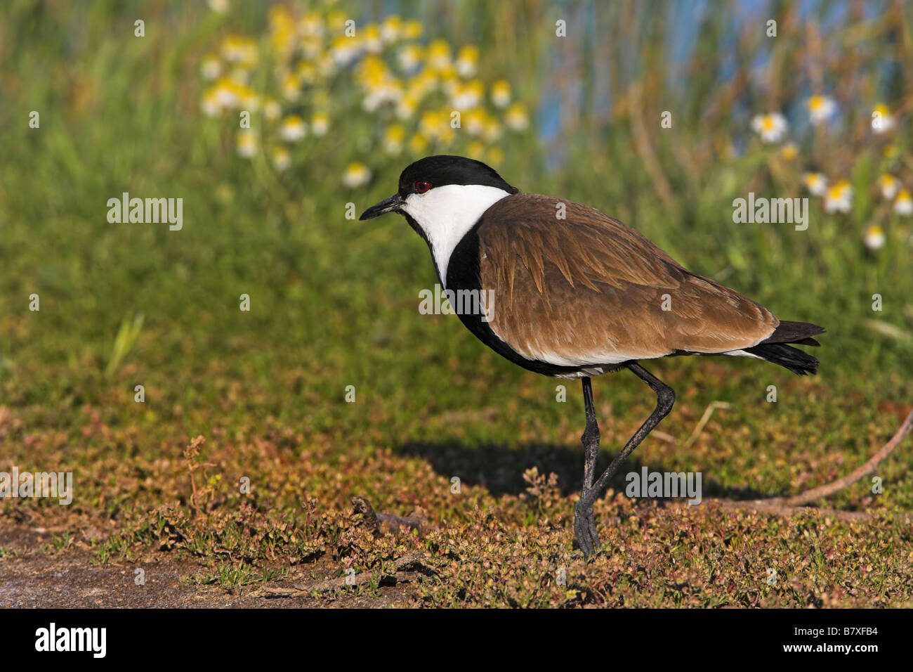 spur-winged plover (Vanellus spinosus, Hoplopterus spinosus), on meadow ...