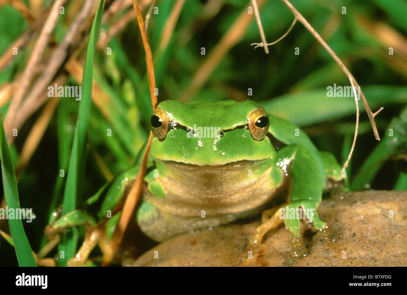 Mediterranean Tree Frog (Hyla meridionalis Stock Photo - Alamy