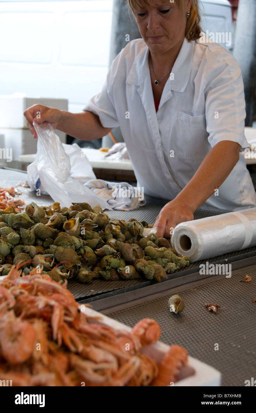 Woman scoops sea snails into plastic bags Bruges fishmarket West ...