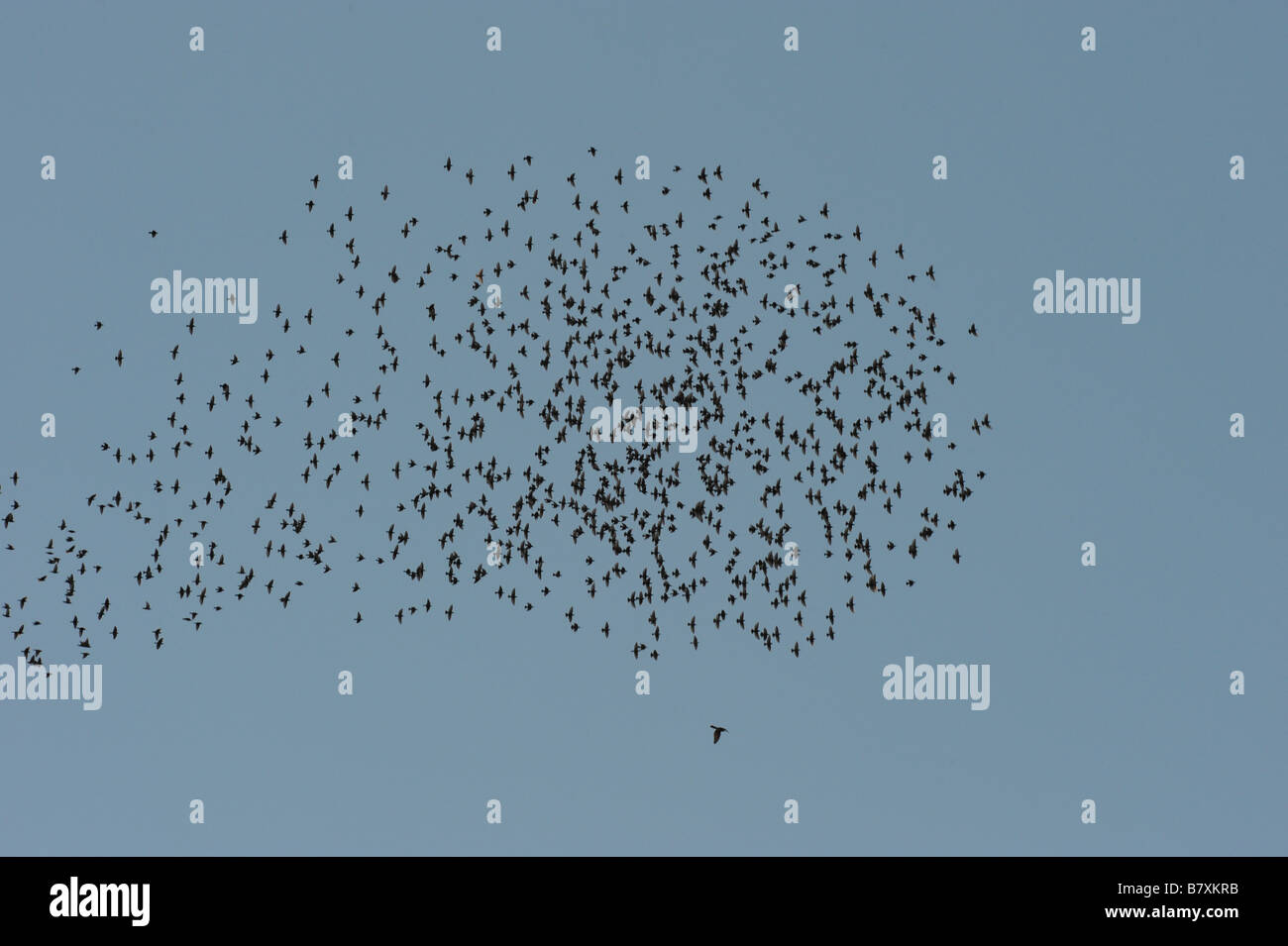 Sunset Birds Flying Flock Together Stock Photo - Alamy