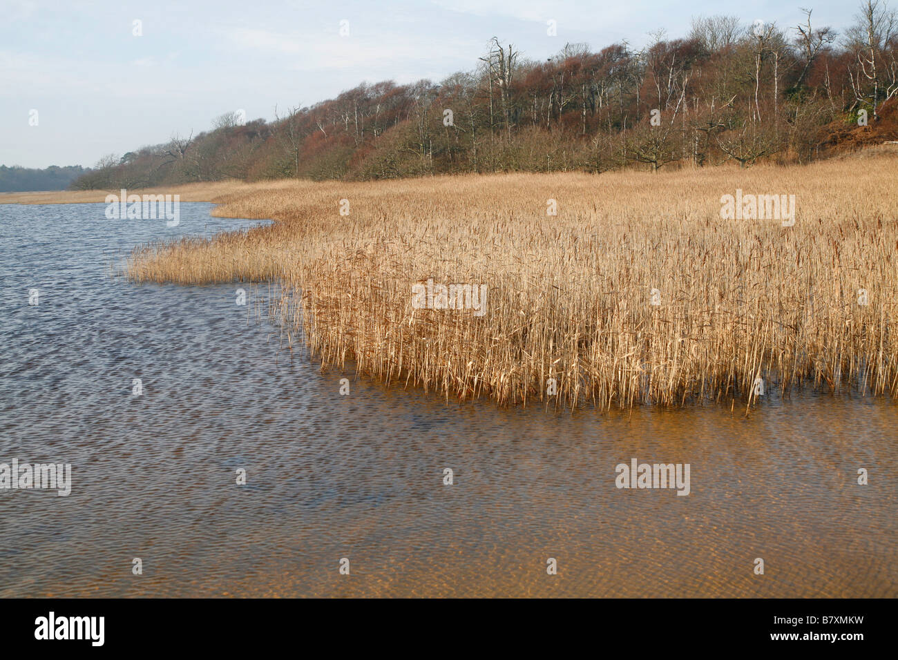 Benacre Broad national nature reserve Suffolk England Stock Photo - Alamy