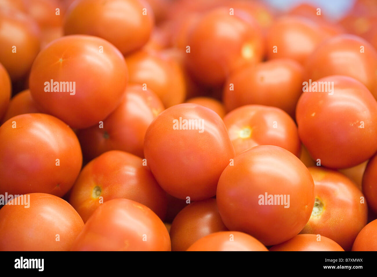 Australian organic tomatoes Stock Photo - Alamy