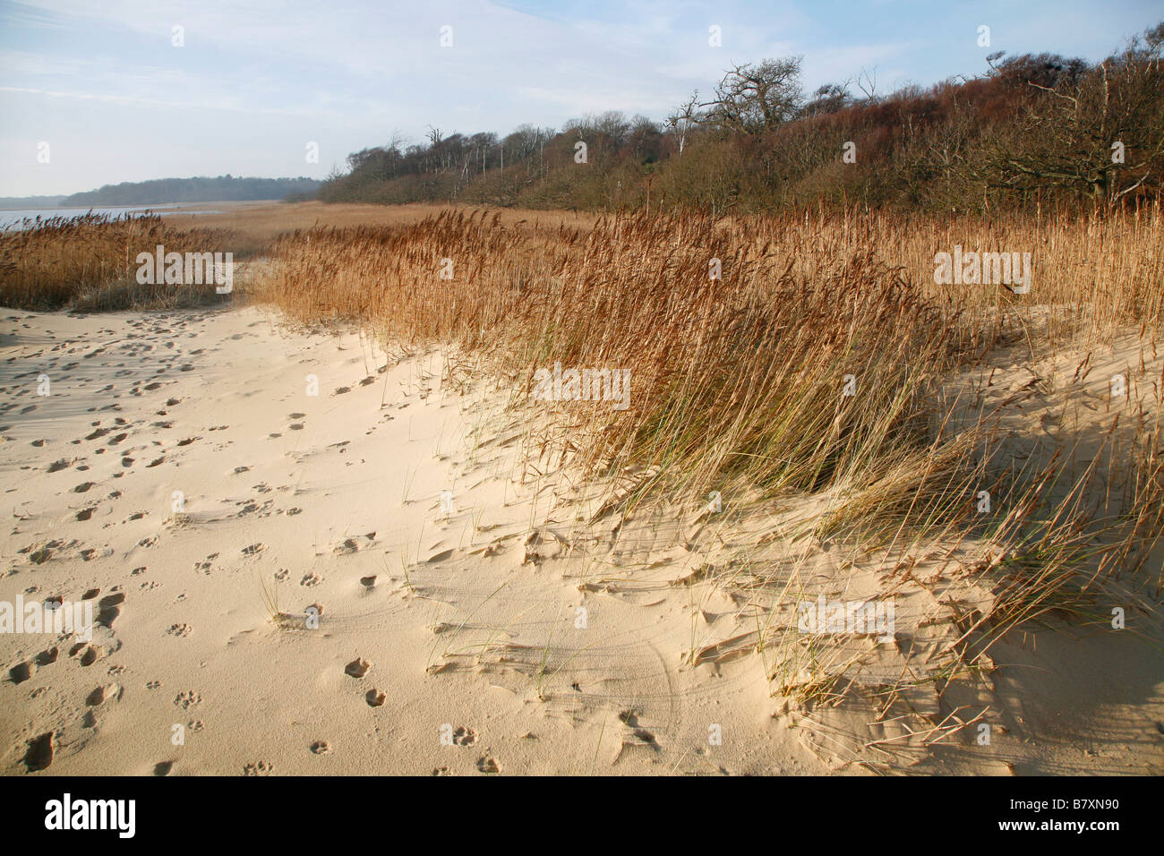 Benacre Broad national nature reserve Suffolk England Stock Photo - Alamy