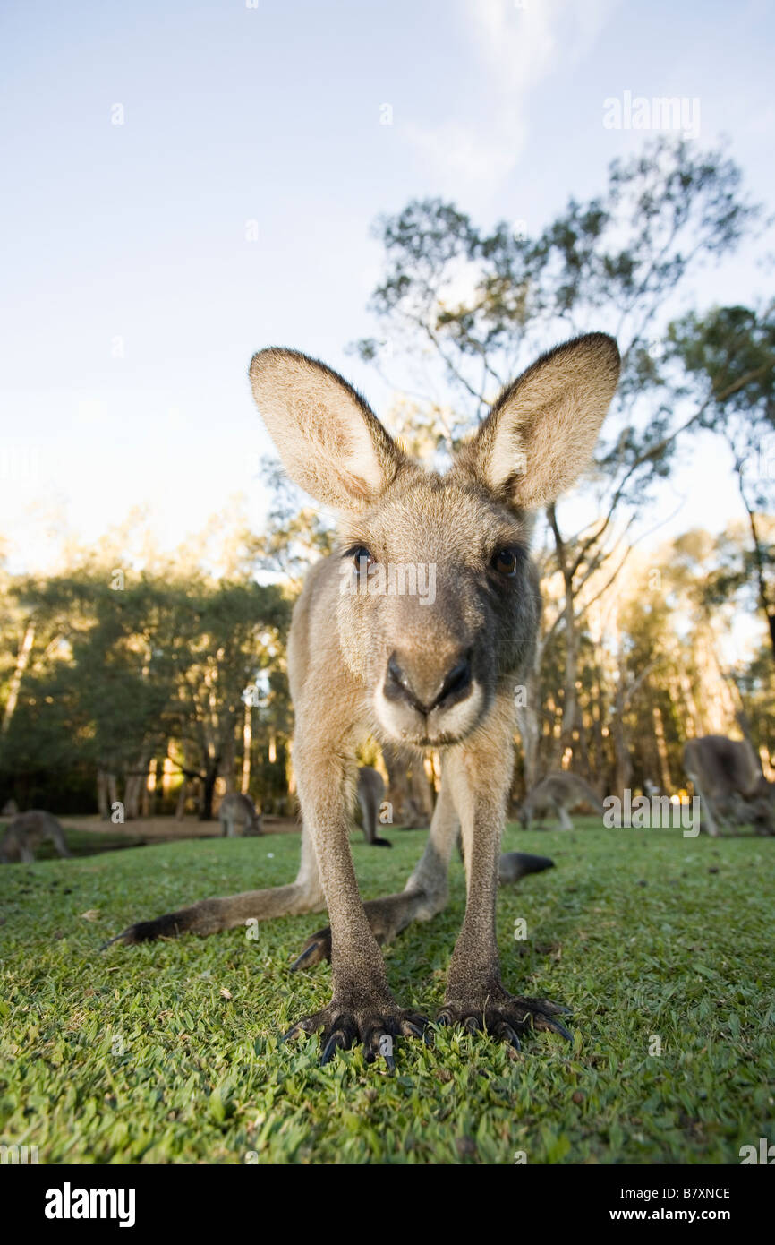 Kangaroo looking at camera Stock Photo - Alamy