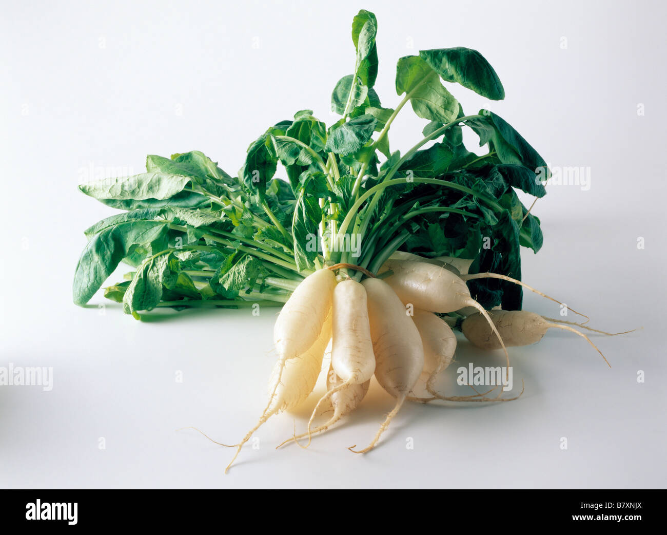 Japanese daikon radishes hi-res stock photography and images - Alamy