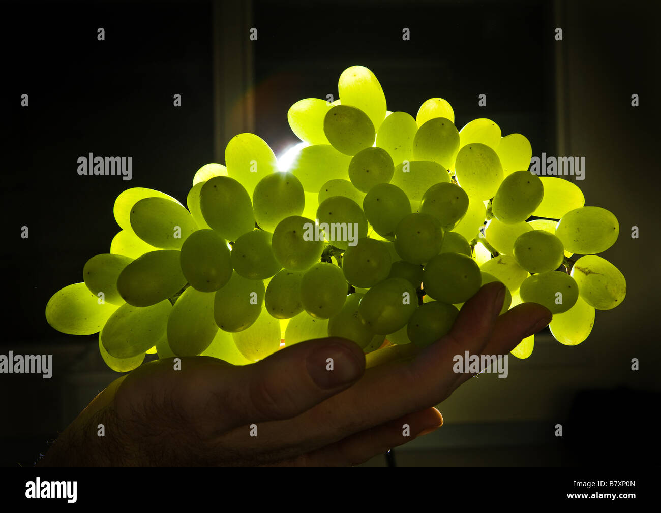 A large bunch of grapes with light coming through Stock Photo - Alamy