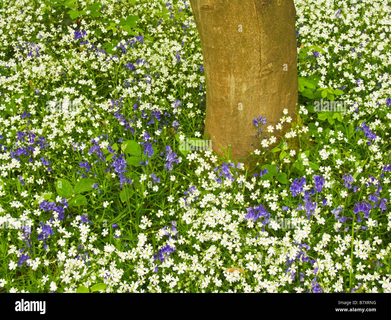 Linacre hi-res stock photography and images - Alamy