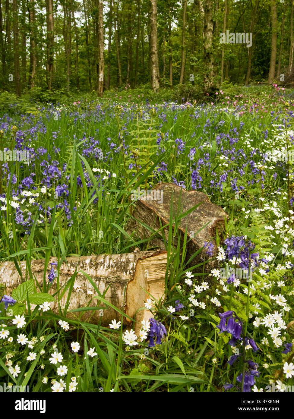 Linacre reservoir hi-res stock photography and images - Alamy