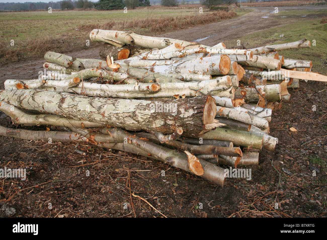 Silver birch timber logs piled up Sutton Heath Suffolk England Stock ...