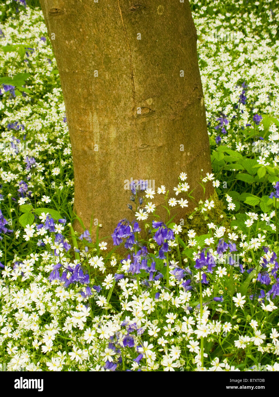 Linacre reservoir hi-res stock photography and images - Alamy