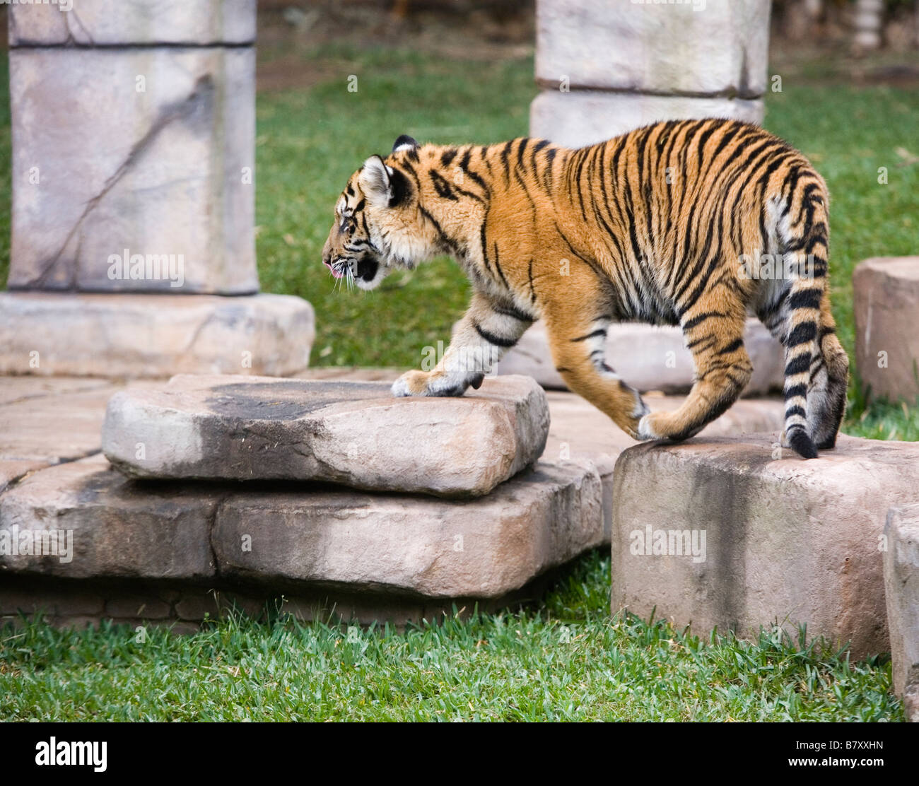 Tiger in Australia Zoo Stock Photo - Alamy