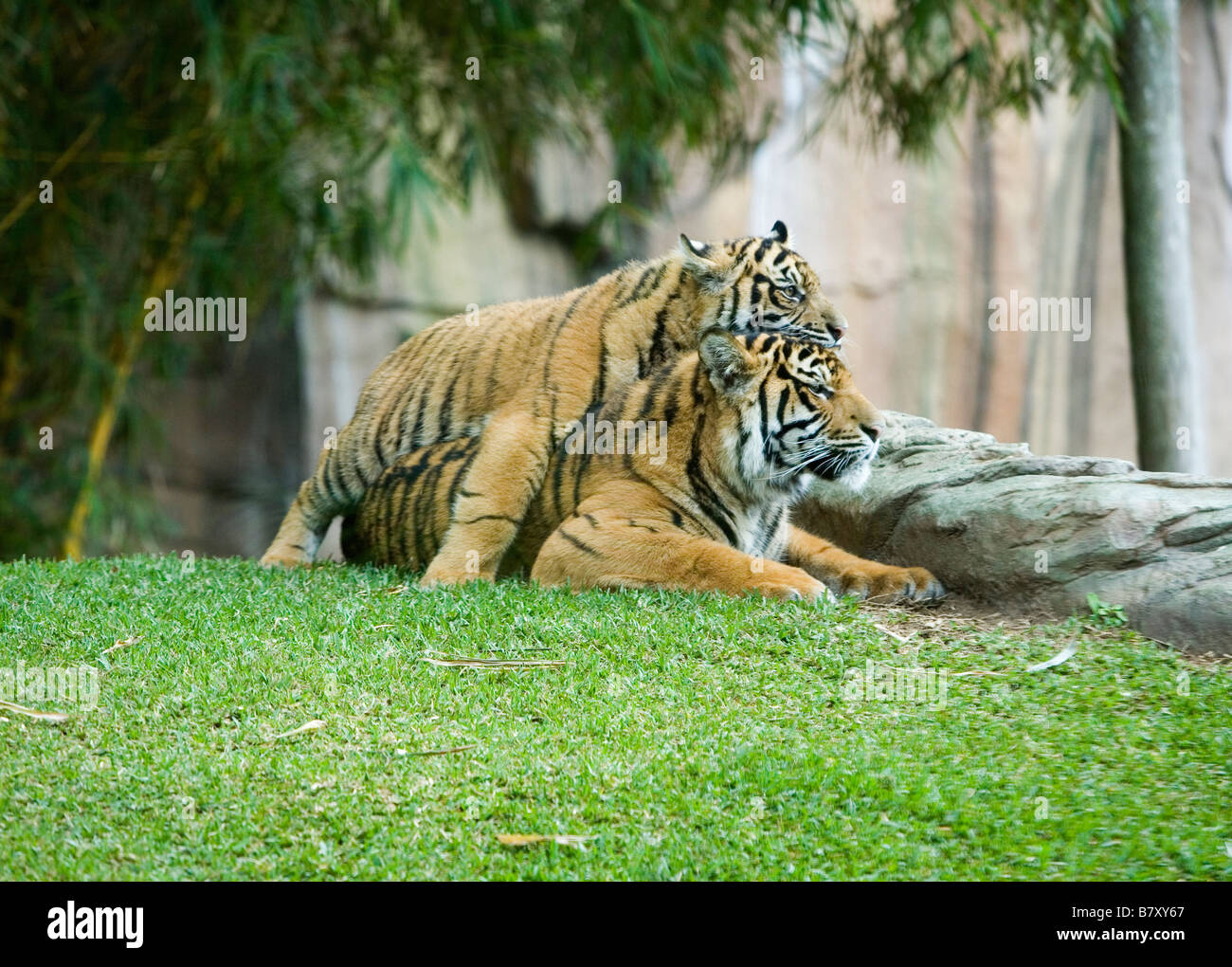 Tiger in Australia Zoo Stock Photo - Alamy