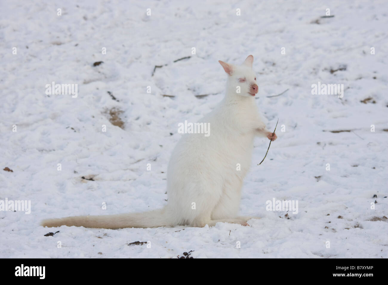 White Red necked Wallaby, Wallabie rufogrisea, in the snow Stock Photo ...