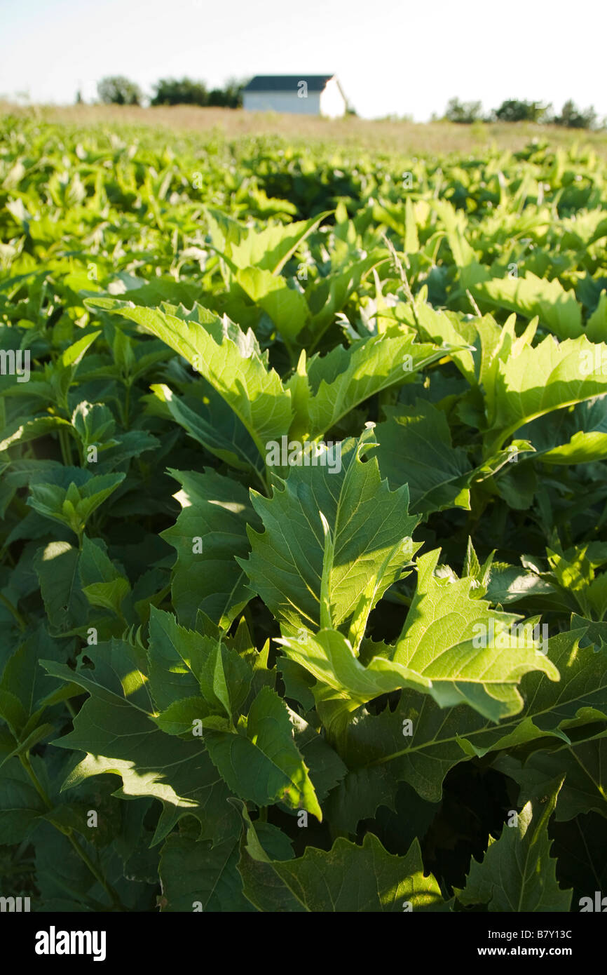 ILLINOIS DeKalb Merritt Prairie native prairie restoration in County ...