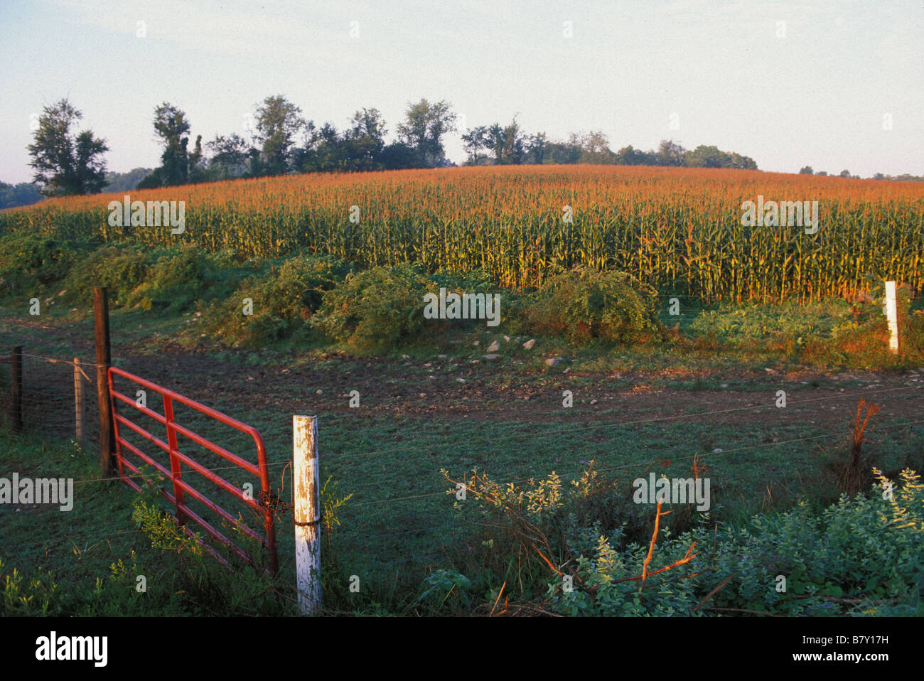 Corn stalks fence hi-res stock photography and images - Alamy