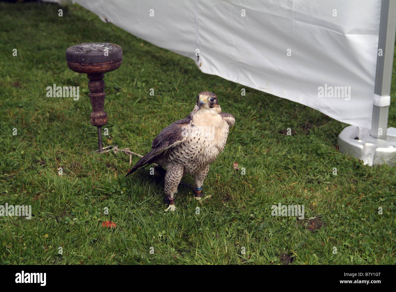 Sparrow Hawks Vultures High Resolution Stock Photography and Images - Alamy