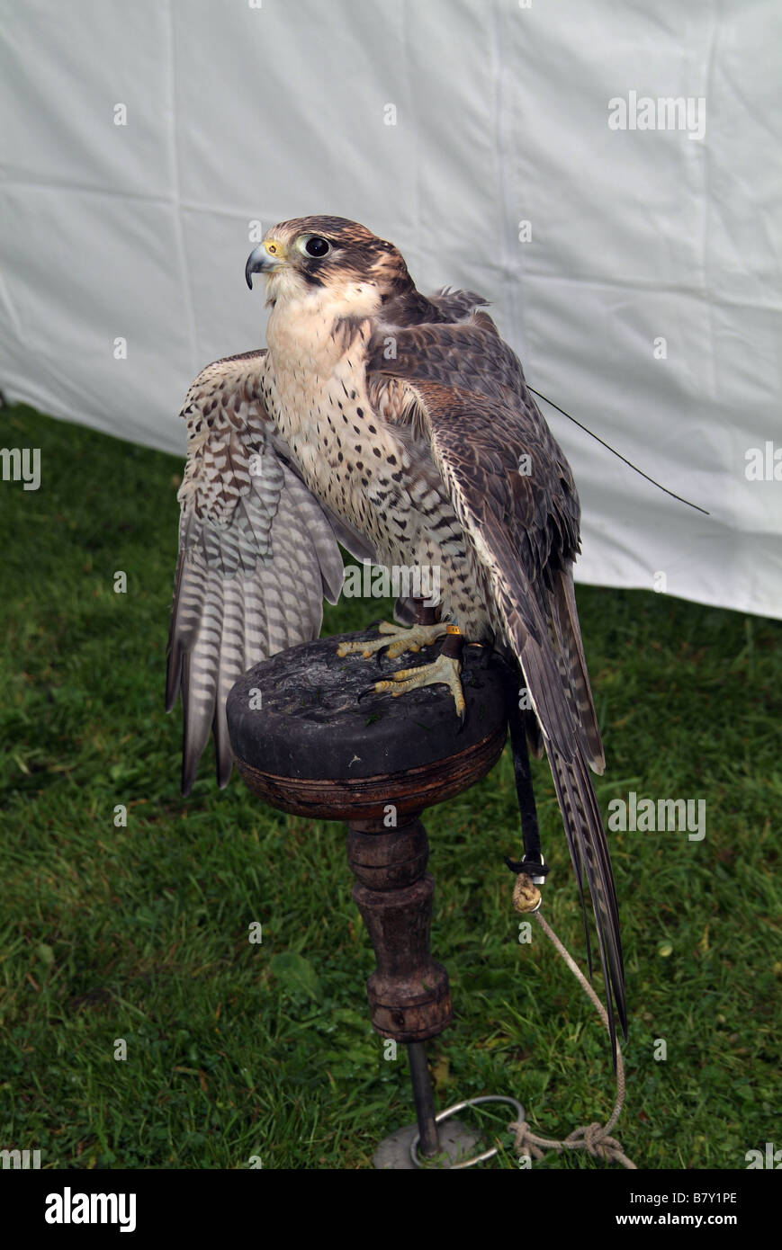 Sparrow hawks vultures hi-res stock photography and images - Alamy