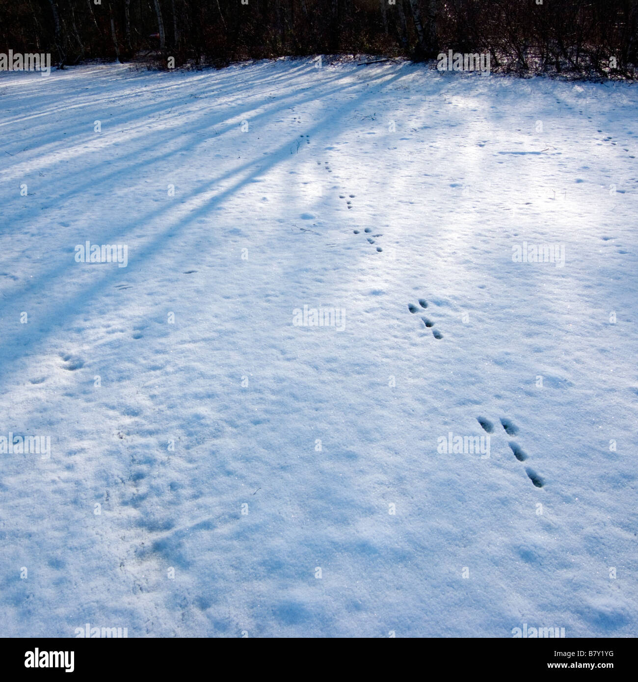 Rabbit footprints in snow Stock Photo - Alamy