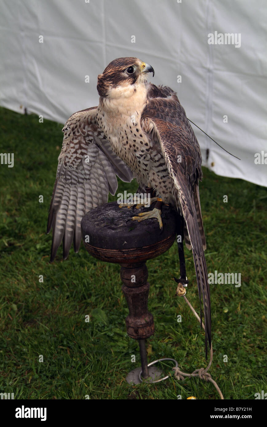 Sparrow Hawks Vultures High Resolution Stock Photography and Images - Alamy