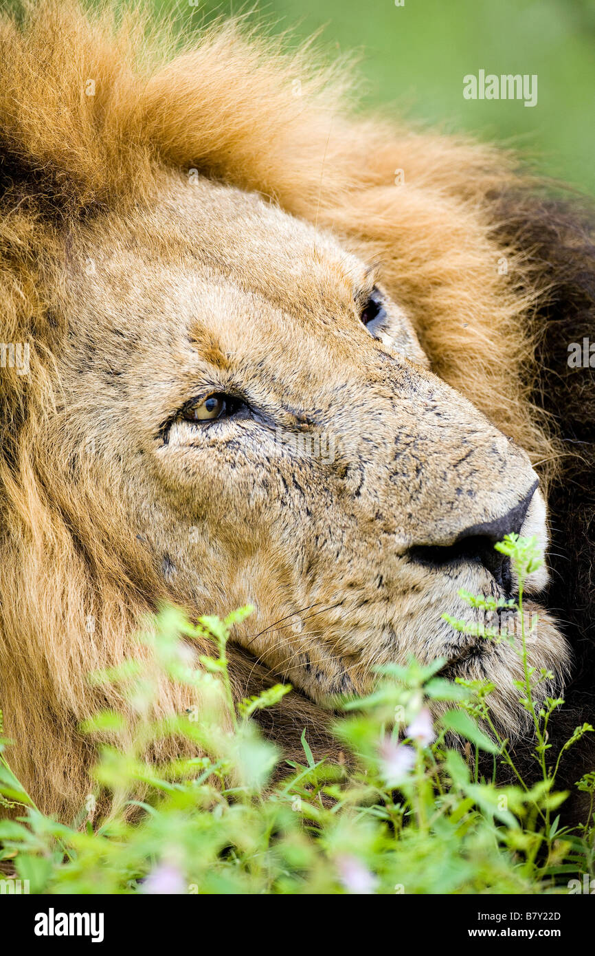Male Lion portrait Stock Photo - Alamy
