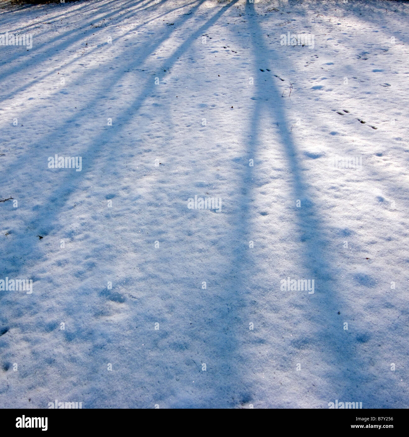 Tree shadows on snow Stock Photo - Alamy