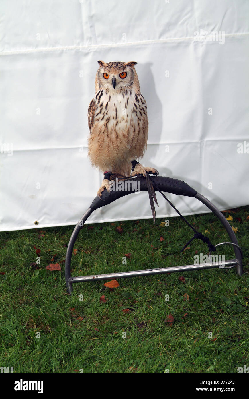 Sparrow Hawks Vultures High Resolution Stock Photography and Images - Alamy