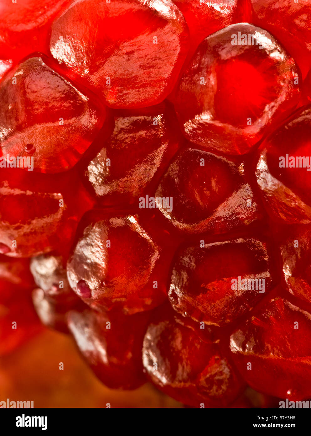 Bright red seed pods hi-res stock photography and images - Alamy