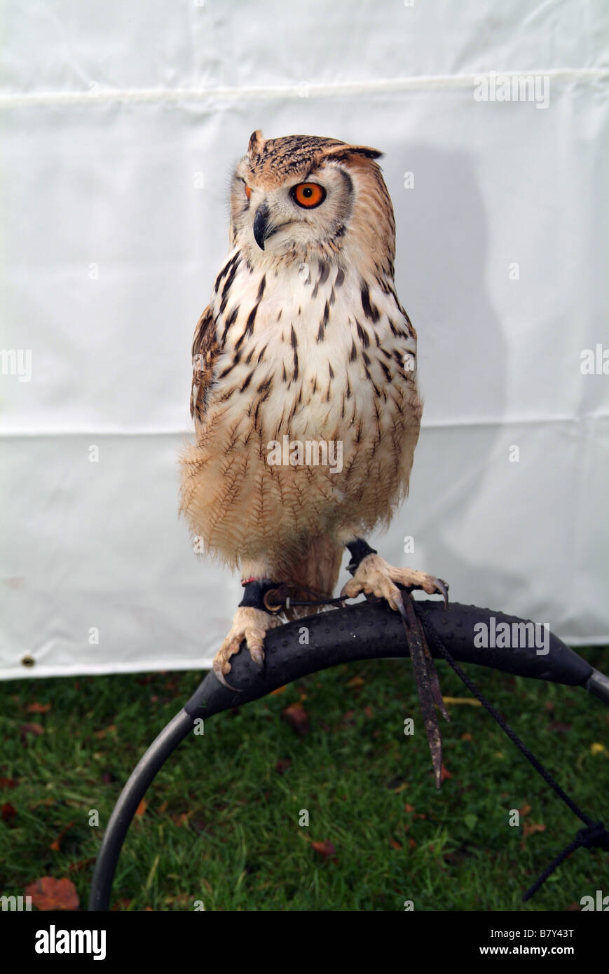 Sparrow Hawks Vultures High Resolution Stock Photography and Images - Alamy