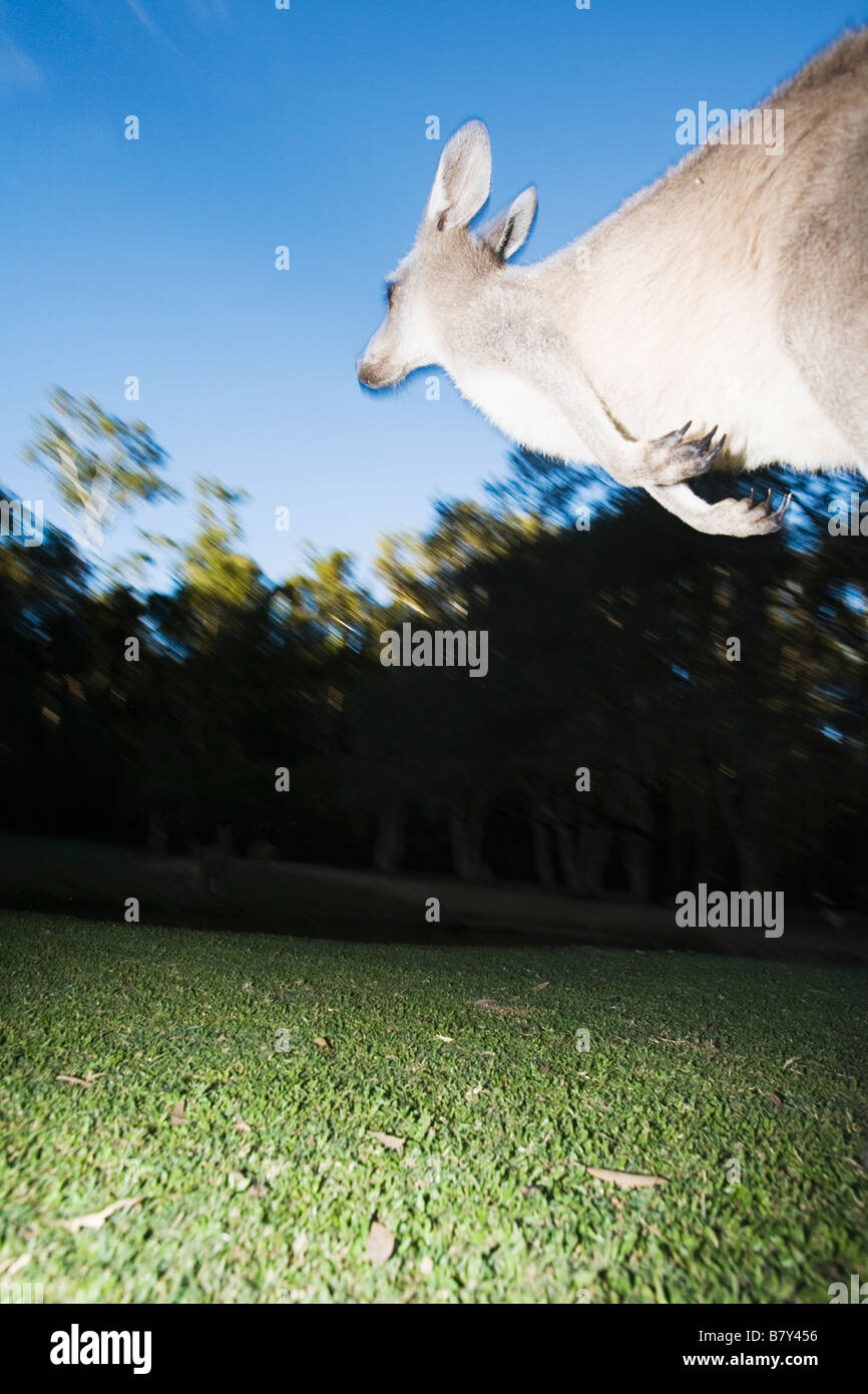 Kangaroo jumping hi-res stock photography and images - Alamy