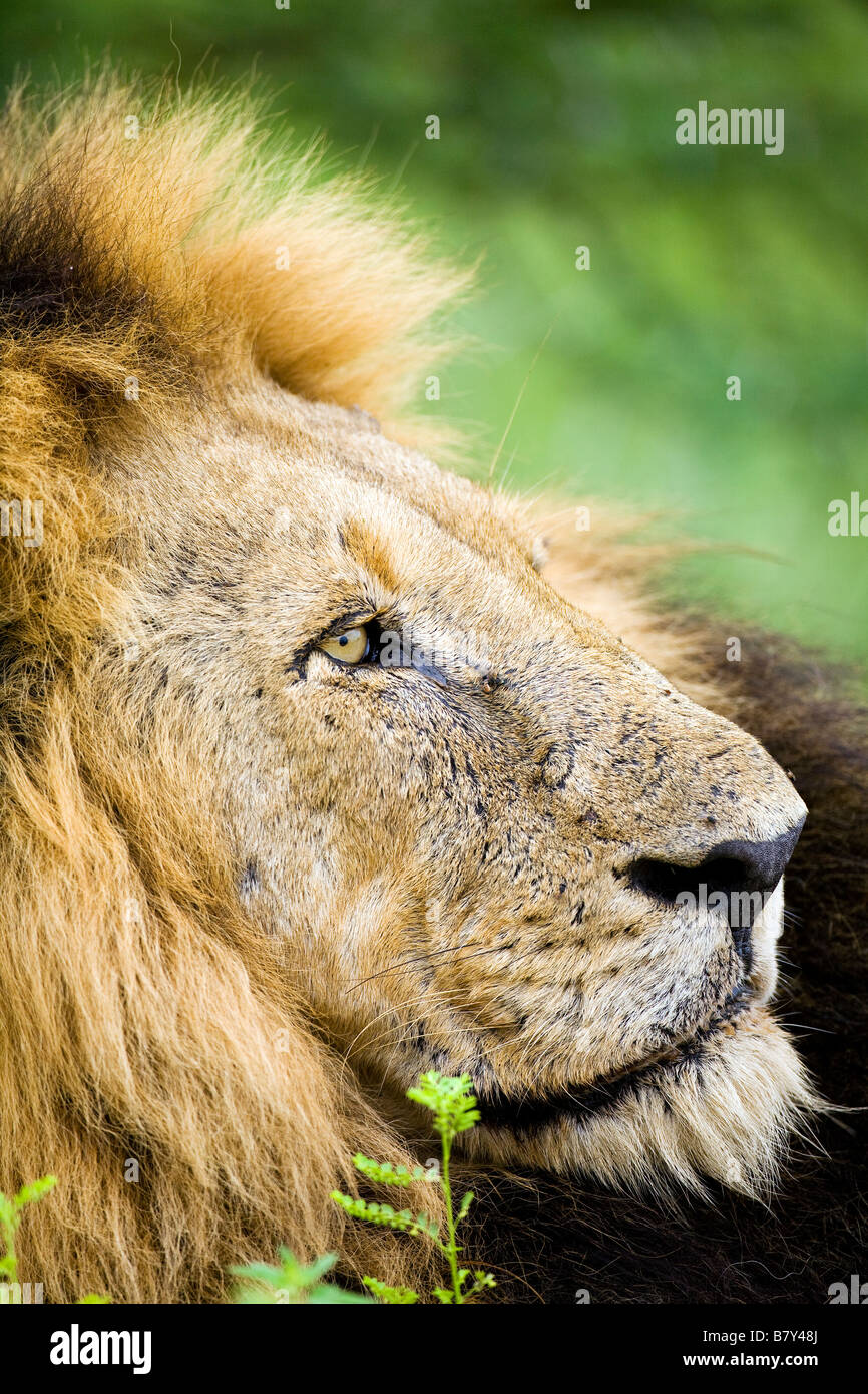 Male lion portrait hi-res stock photography and images - Alamy