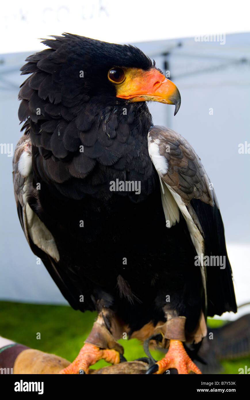 Sparrow hawks vultures hi-res stock photography and images - Alamy