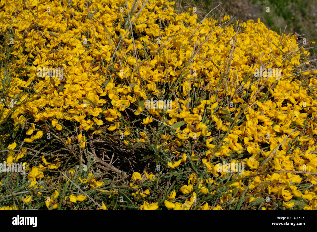 Prostrate Broom High Resolution Stock Photography and Images - Alamy