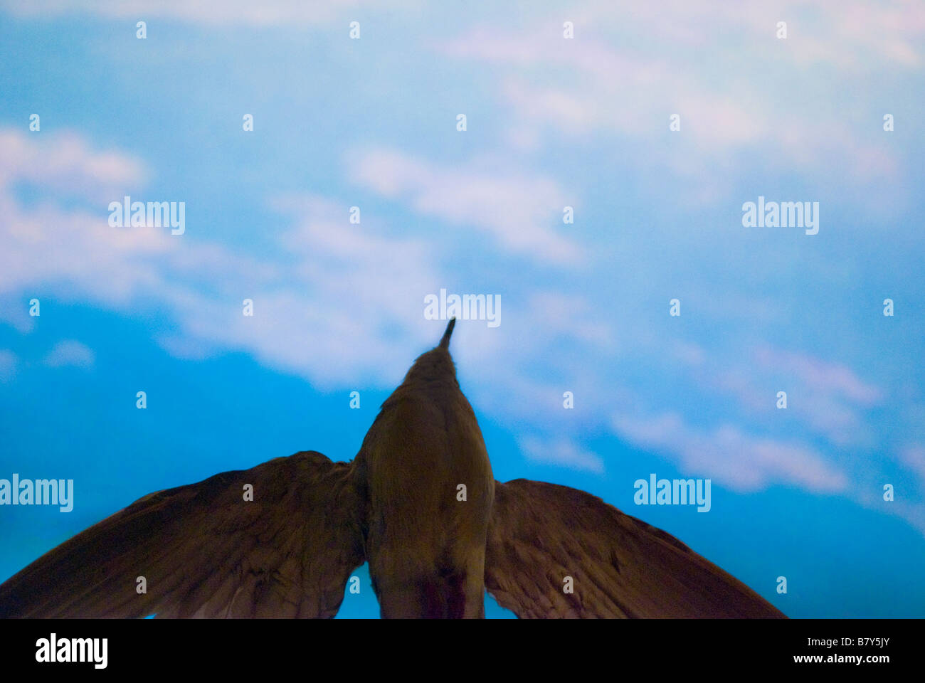 Fast moving bird hi-res stock photography and images - Alamy