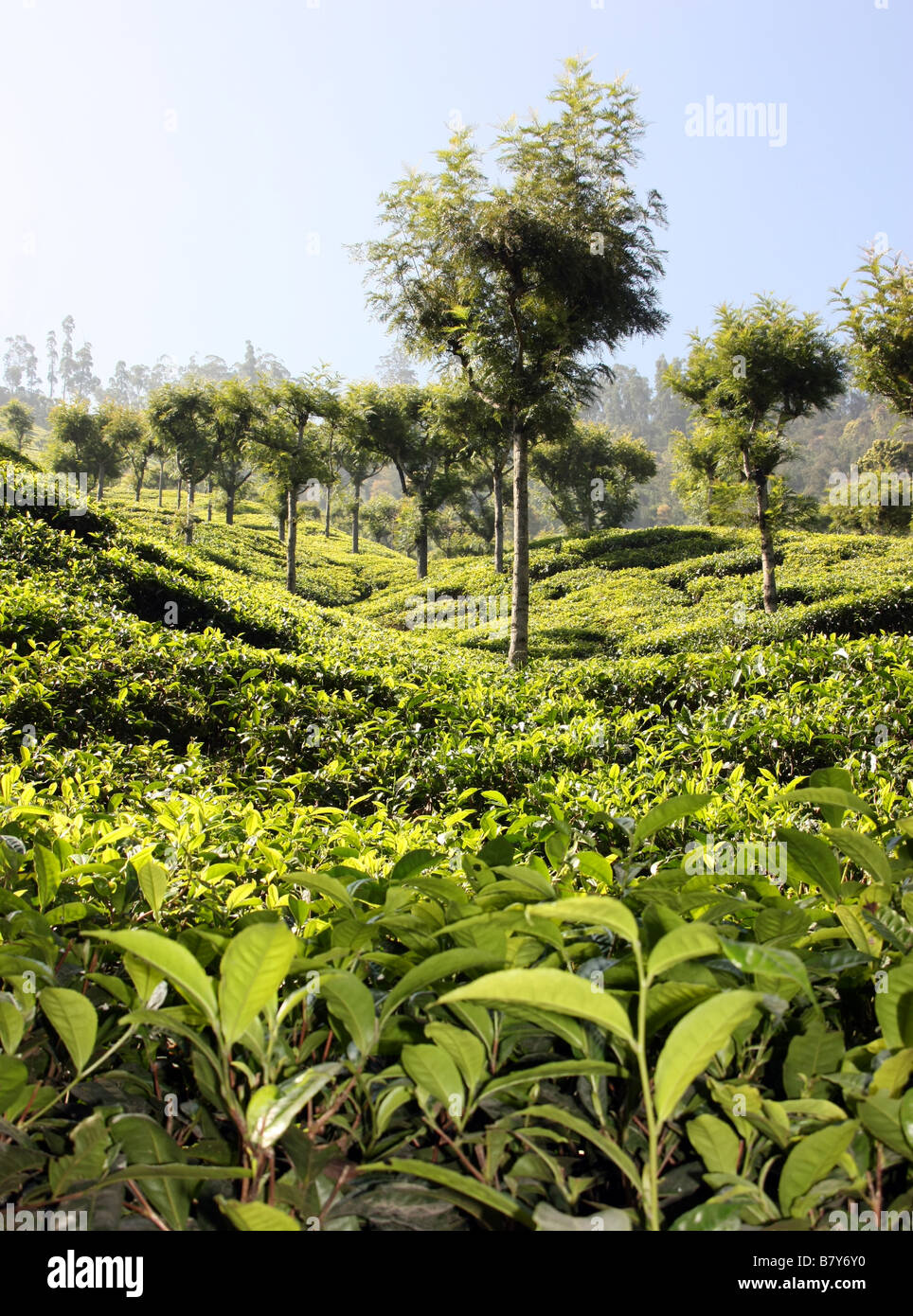 Tea plantation in ooty india hi-res stock photography and images - Alamy