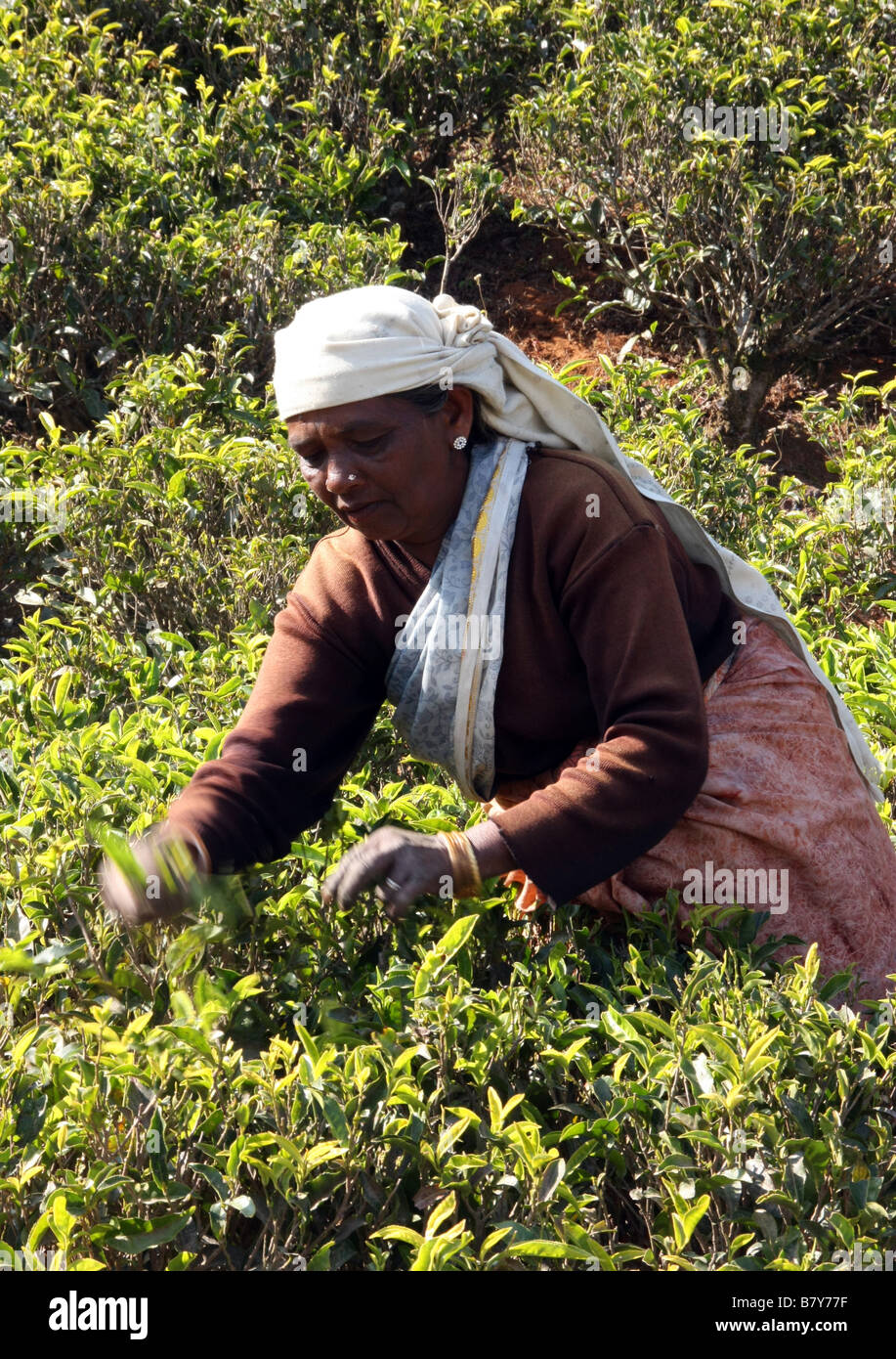 Female tea picker india hi-res stock photography and images - Alamy
