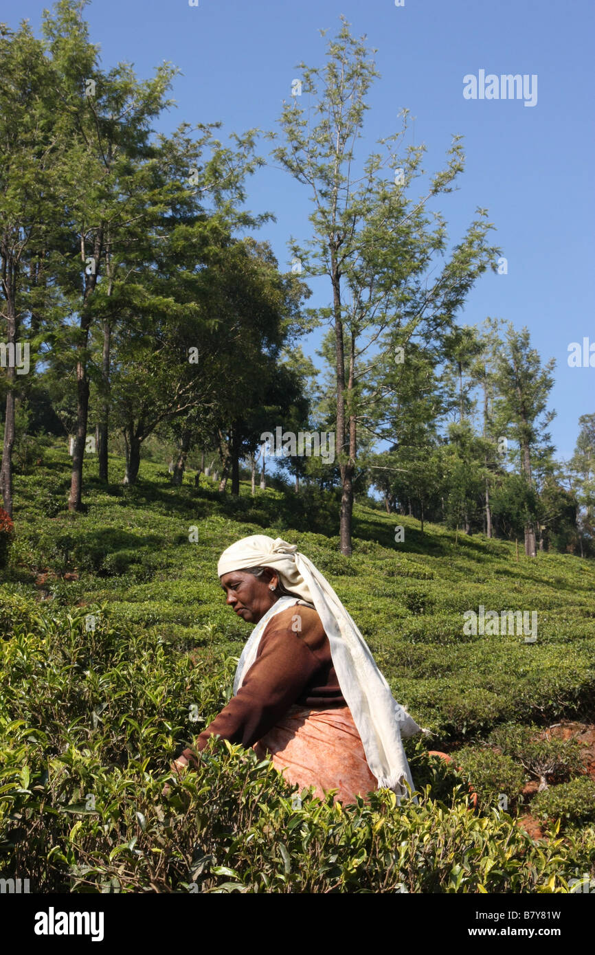 Tea pickers at work near Ooty Tamil Nadu India Stock Photo - Alamy