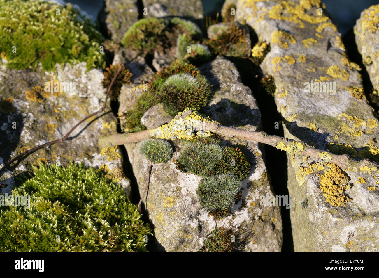 Clumps of frozen moss, Orange Lichen growing on a twig, drystone wall ...