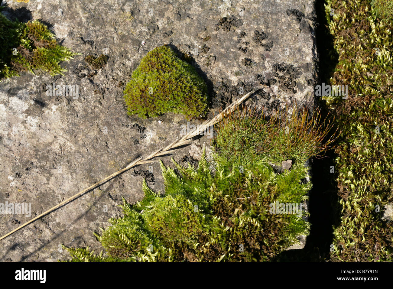 Clumps of moss on a drystone wall Manifold Valley Staffordshire Stock ...